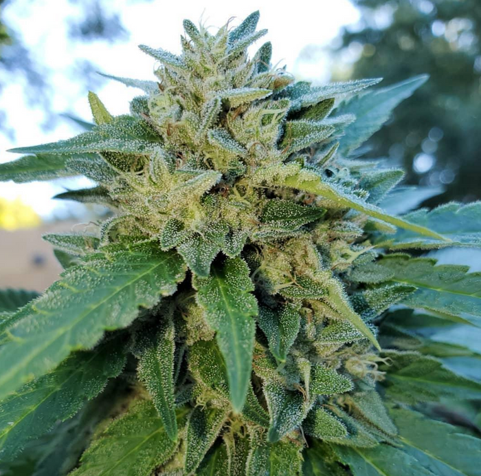 The History and Roots of Hashplants