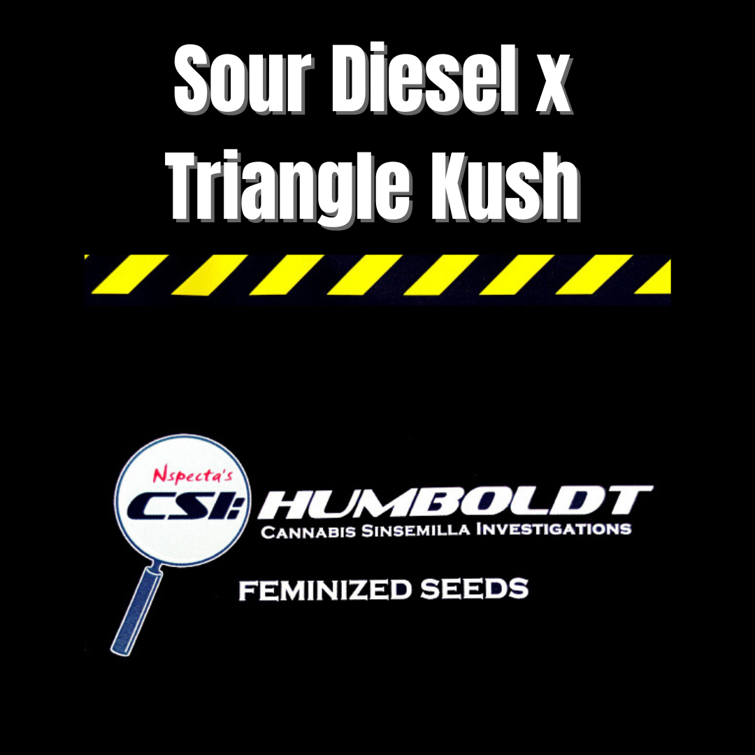 CSI: Humboldt - Feminized Cannabis Seeds